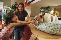 What Breed Of Dog Is Stella On Modern Family
