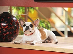 What Happened To Stella The Dog On Modern Family