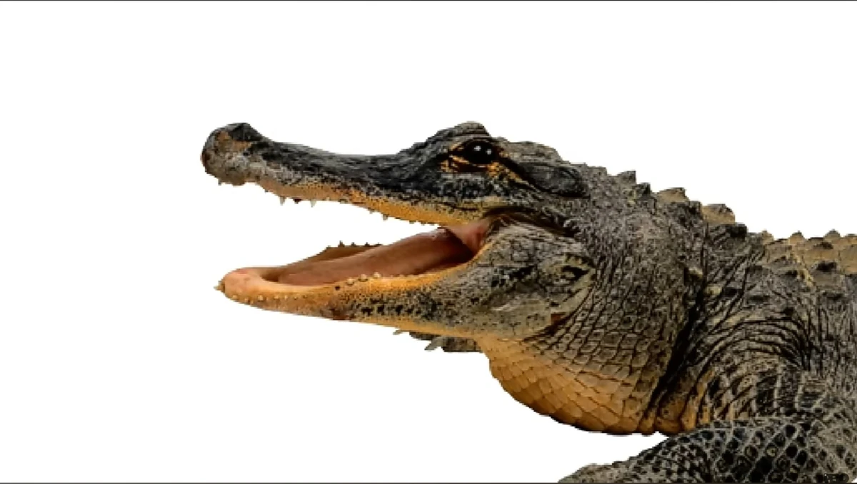 Crocodile | Mokey’s Fanon Wiki | Fandom