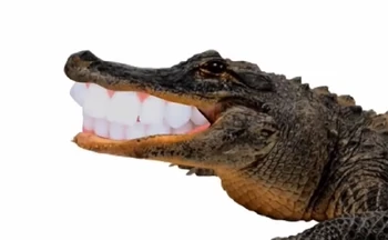 Crocodile | Mokey's Show Wikia | Fandom