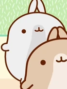 Pinco | Molang Wikia | Fandom