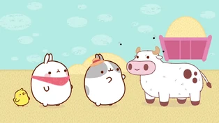 Cow(s) | Molang Wikia | Fandom