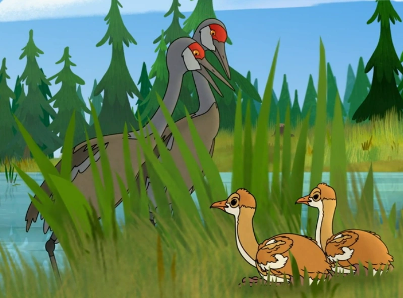 Sandhill crane | Molly of Denali Wiki | Fandom