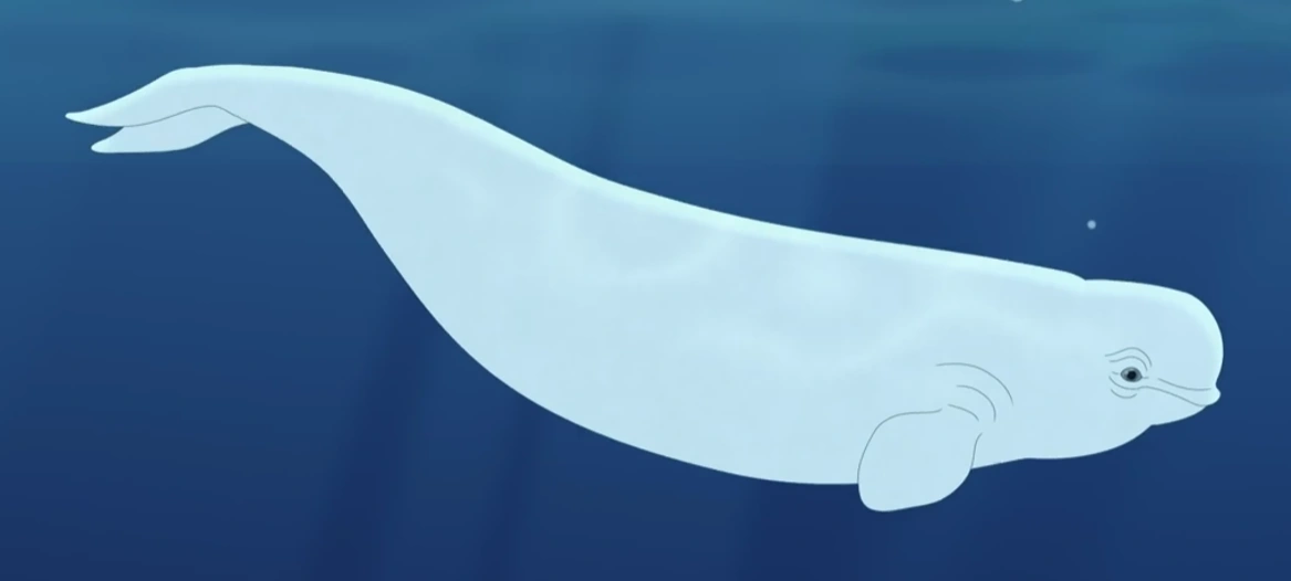 Beluga whale | Molly of Denali Wiki | Fandom