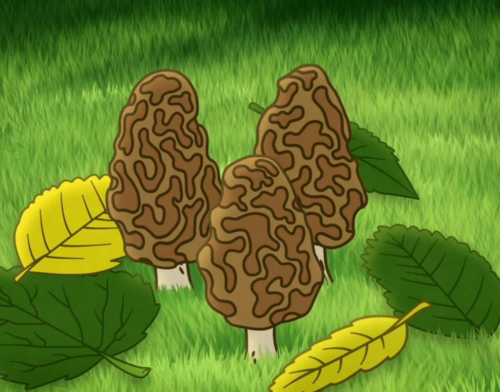 Morel mushroom | Molly of Denali Wiki | Fandom
