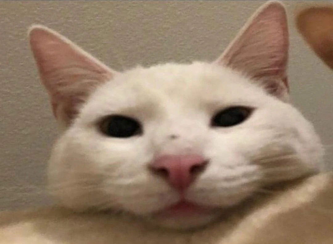 Mollycat | Mollyverse Wiki | Fandom