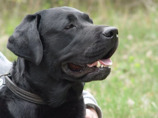 Labrador | Momio Polska Wikia | Fandom