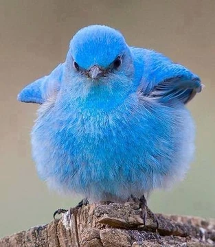 Blue Bird