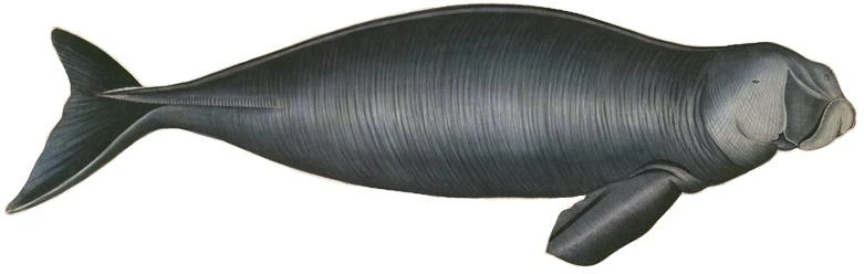 Dugong dagon | Mondo World Wikia | Fandom