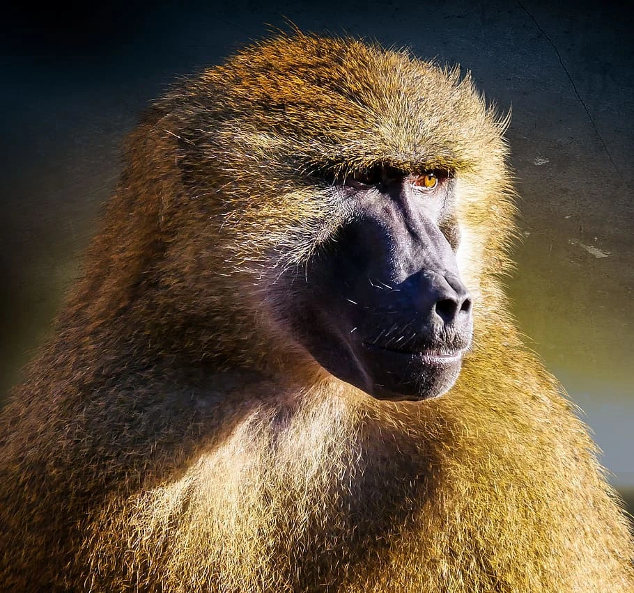 Phillius the Baboon | Monke Isles Wiki | Fandom