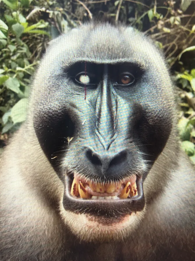 Slicer | Monke Isles Wiki | Fandom