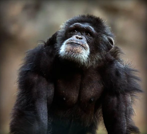 General Talibur | Monke Isles Wiki | Fandom