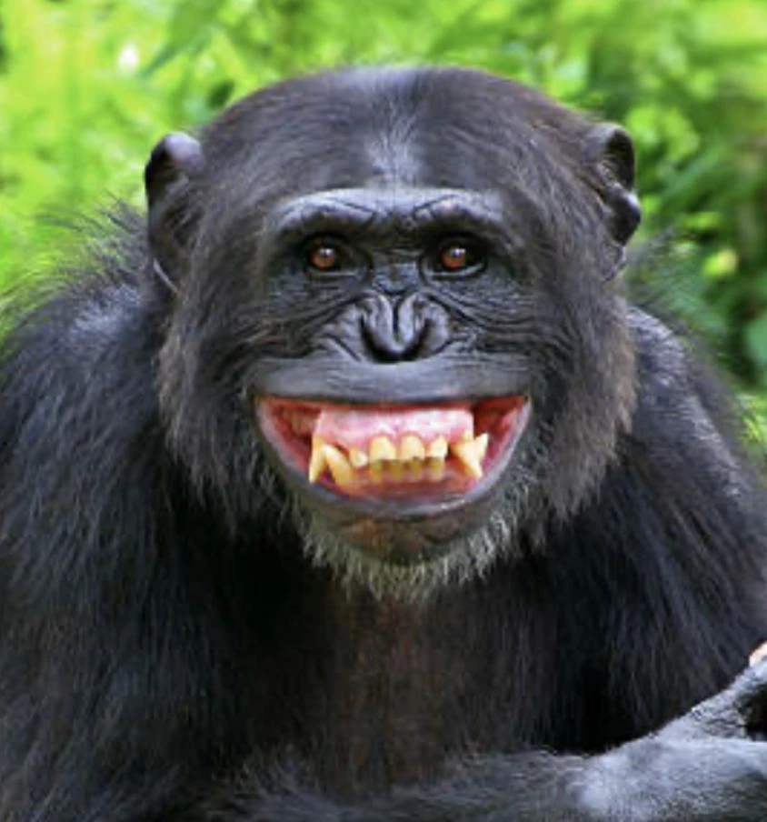 The Poop Meister | Monke Isles Wiki | Fandom