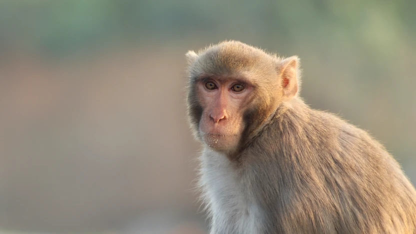 Macaque | Monke Isles Wiki | Fandom