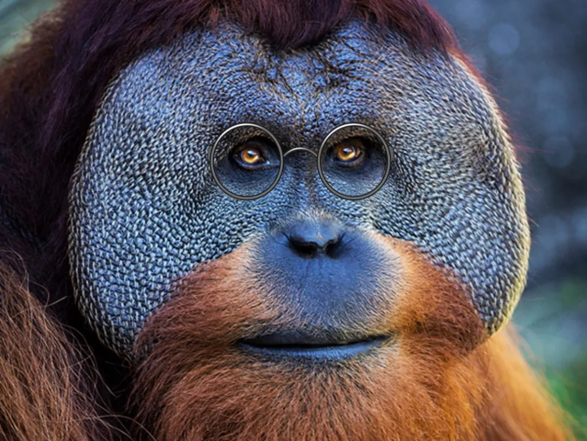 Maurice the smart orangutan | Monke Isles Wiki | Fandom