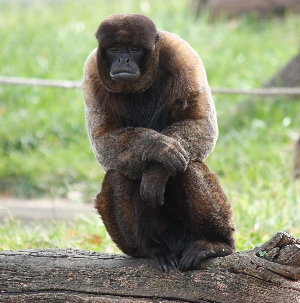 Silvery Woolly Monke | Monke Isles Wiki | Fandom