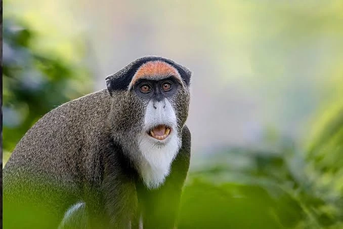 De Brazza | Monke Isles Wiki | Fandom