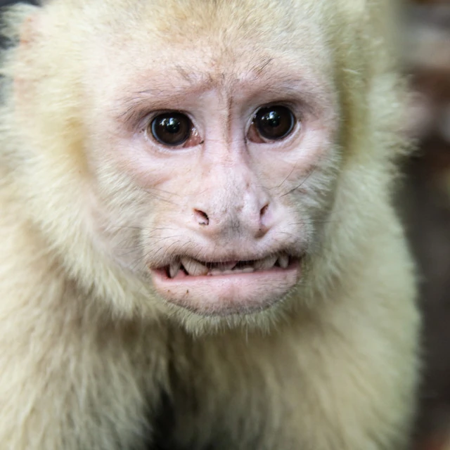 Capuchin | Monke Isles Wiki | Fandom