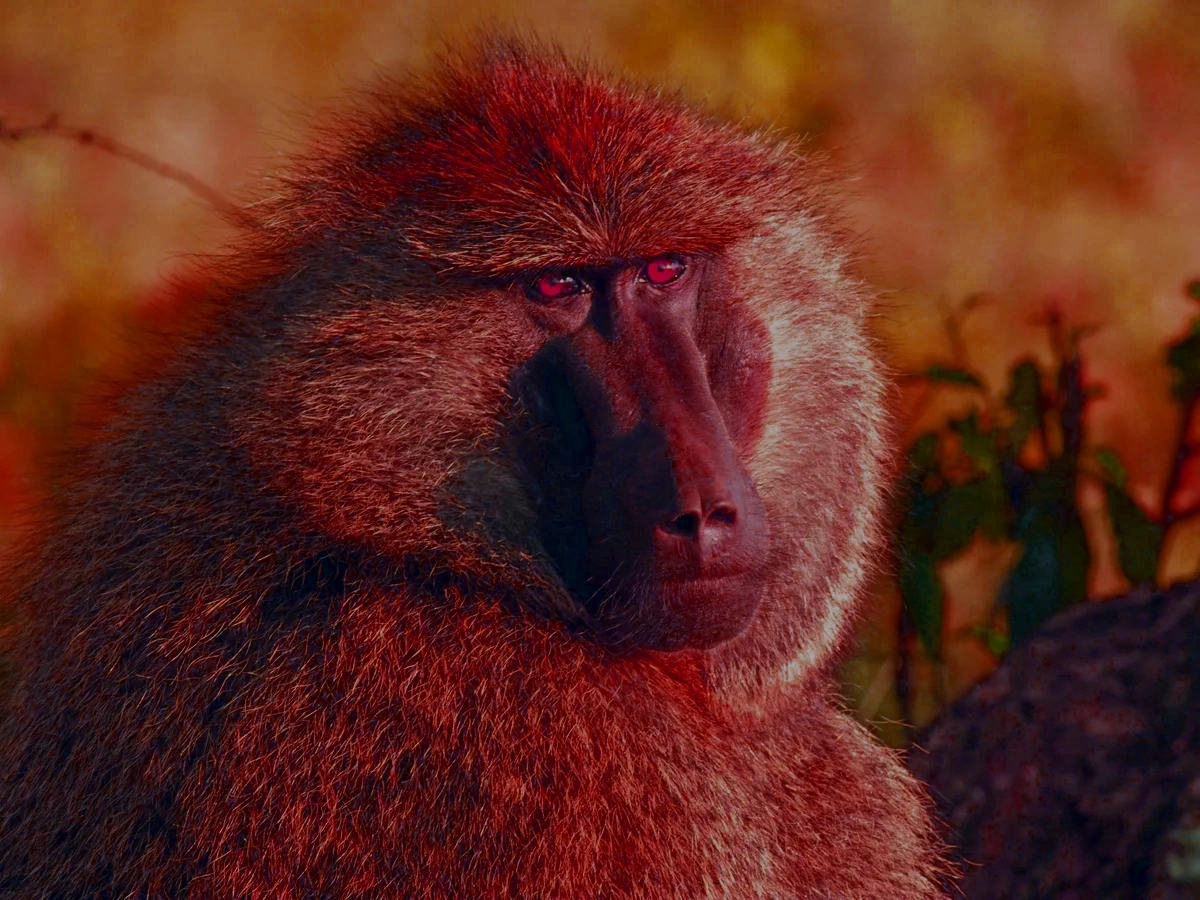 Red Baboon | Monke Isles Wiki | Fandom