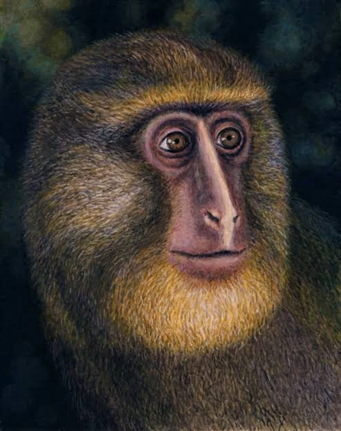 Lesula | Monke Isles Wiki | Fandom