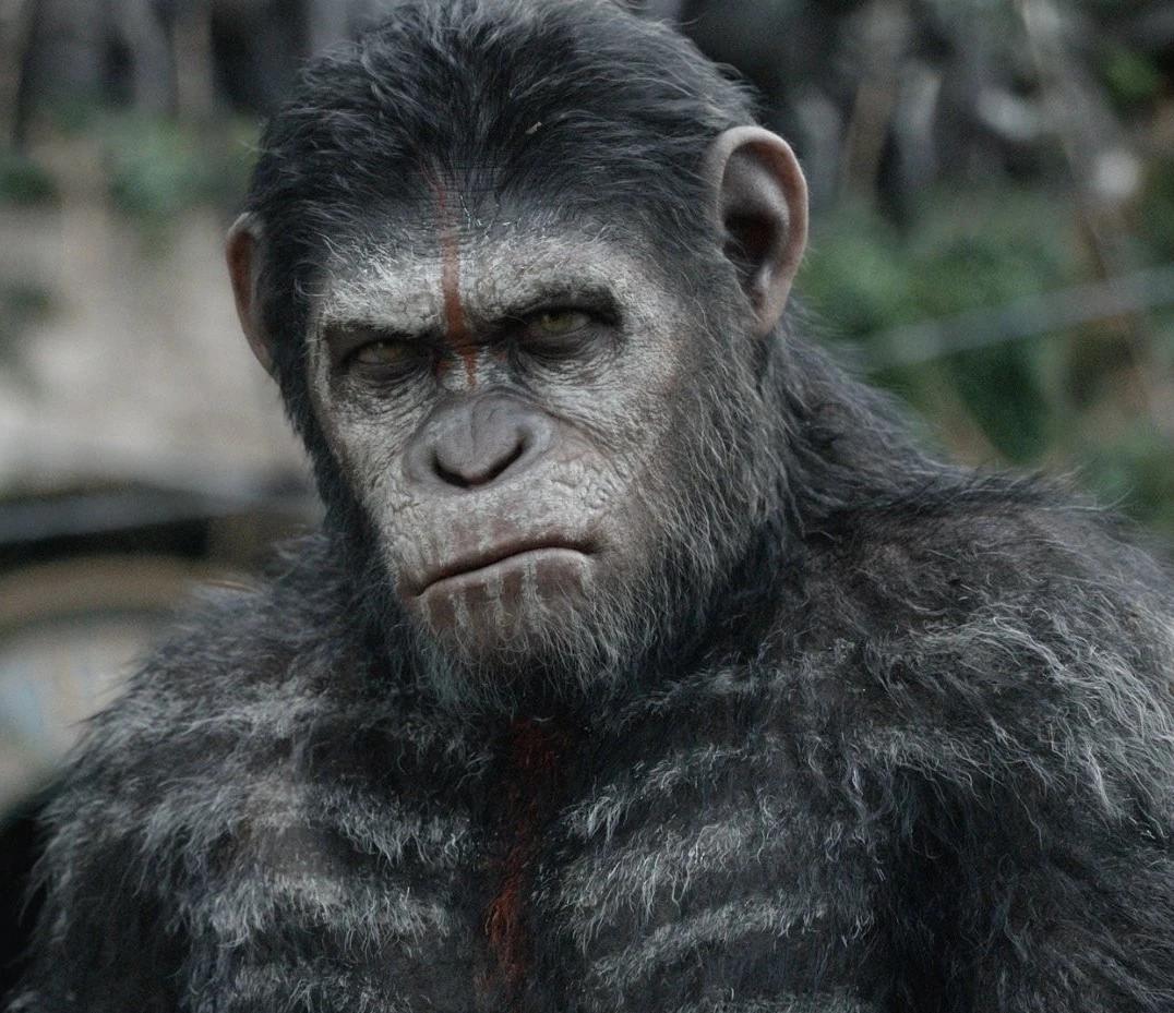 Chimpanzee | Monke Isles Wiki | Fandom