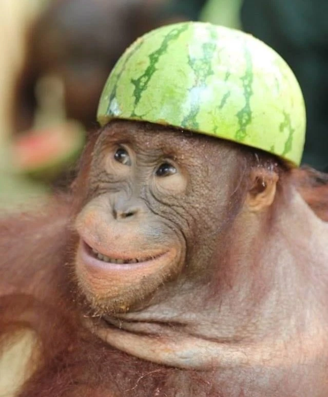 Watermelon Warriors | Monke Isles Wiki | Fandom