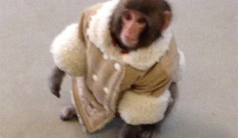 IKEA Monkey | Monkey History Wiki | Fandom