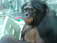 Panbanisha | Monkey History Wiki | Fandom
