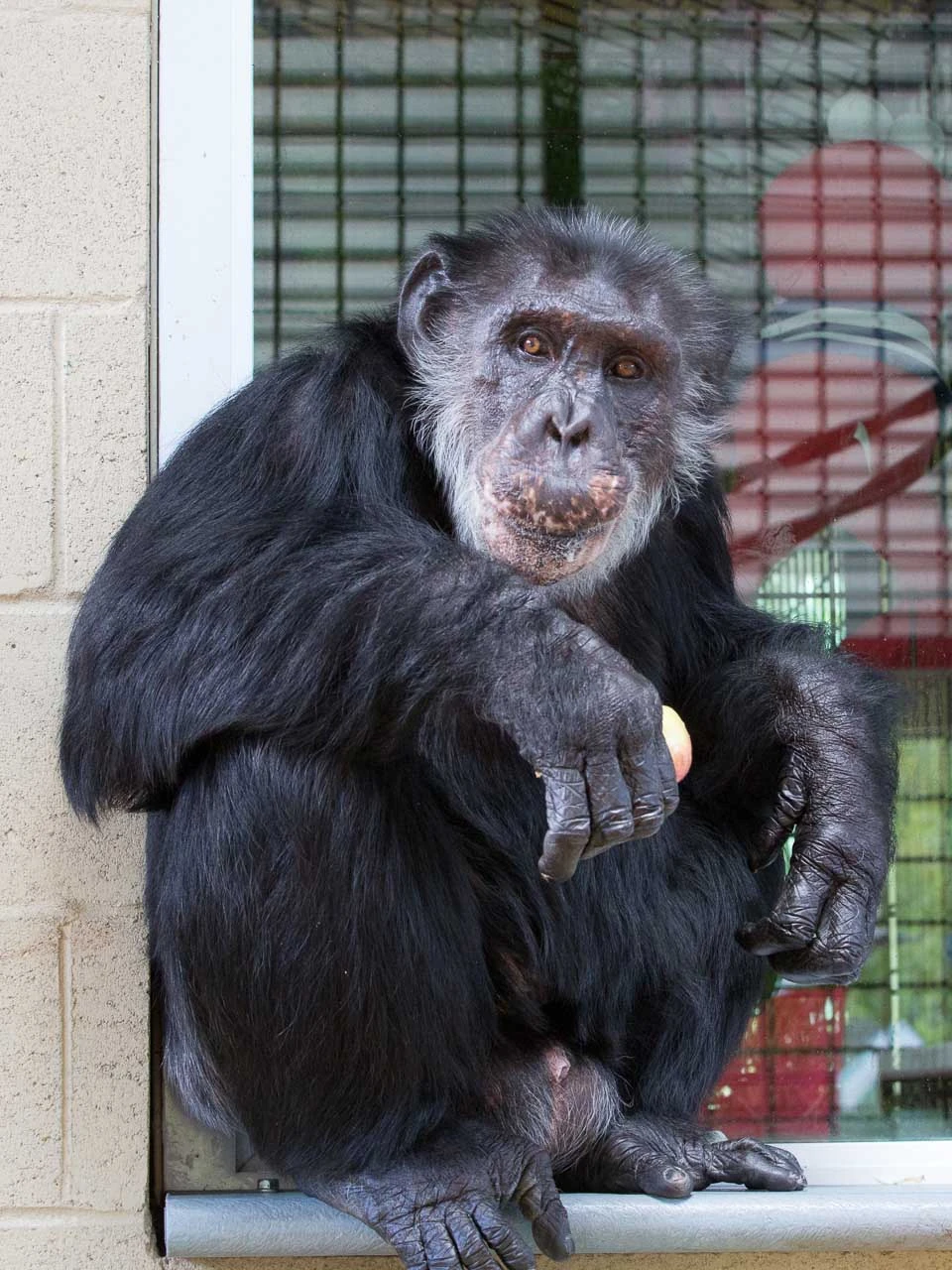 Loulis | Monkey History Wiki | Fandom