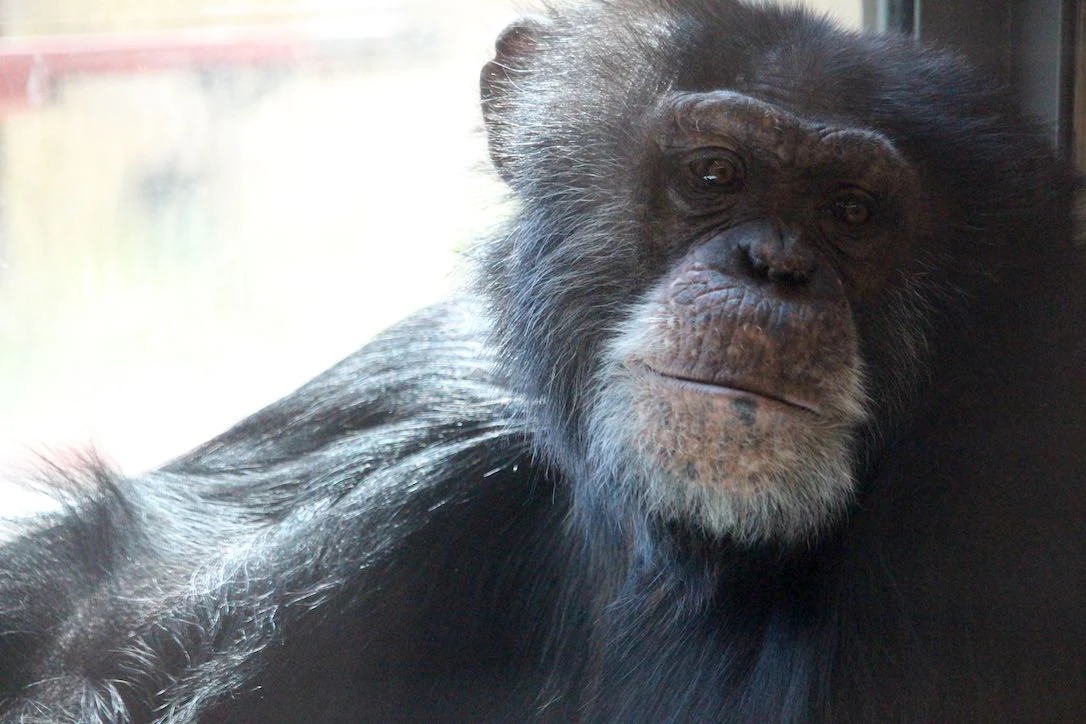 Mave | Monkey History Wiki | Fandom