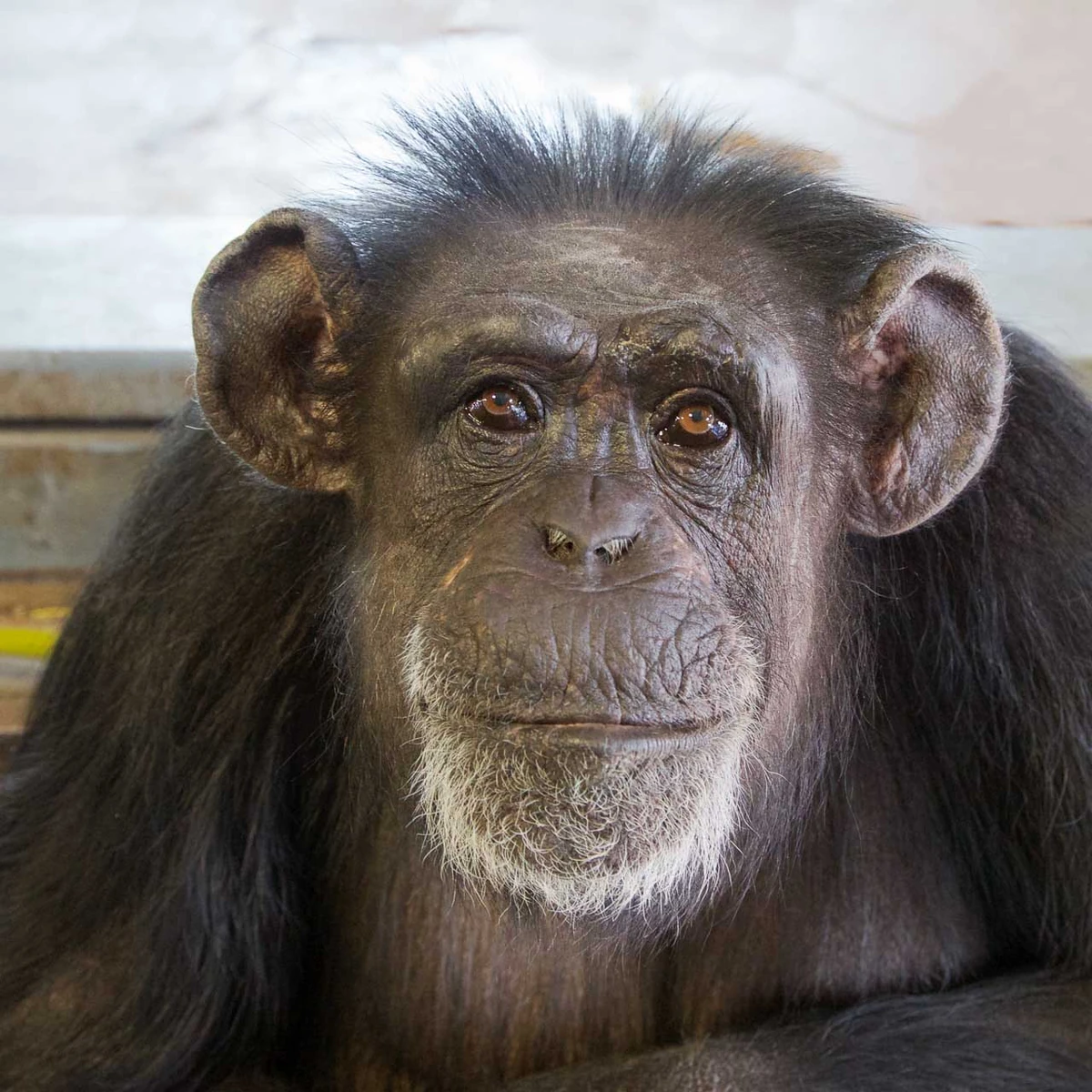 Sue Ellen | Monkey History Wiki | Fandom