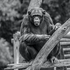 Gombe Chimpanzee War | Monkey History Wiki | Fandom