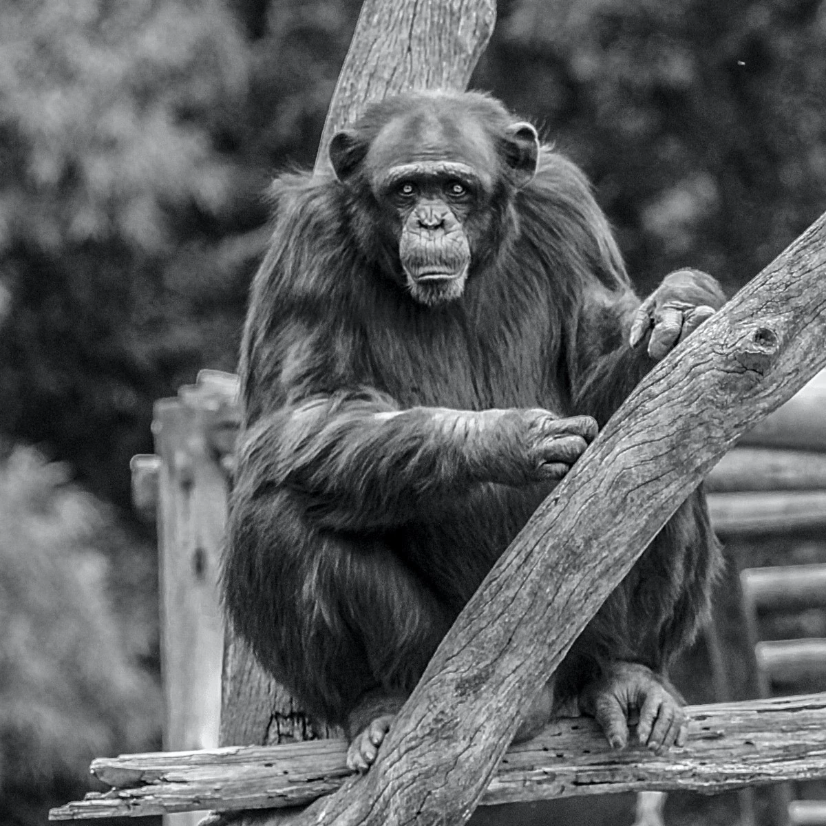 Gombe Chimpanzee War | Monkey History Wiki | Fandom