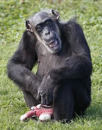 Little Mama | Monkey History Wiki | Fandom