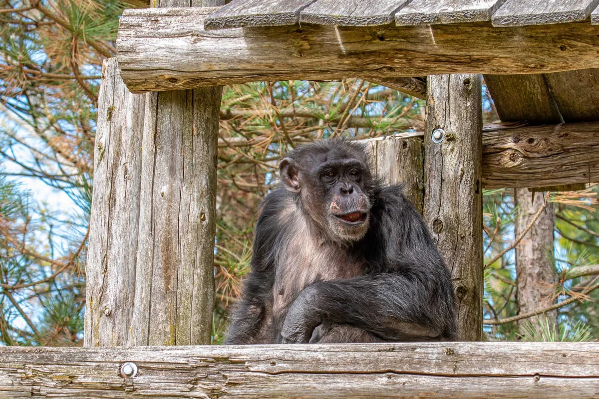 Maya | Monkey History Wiki | Fandom