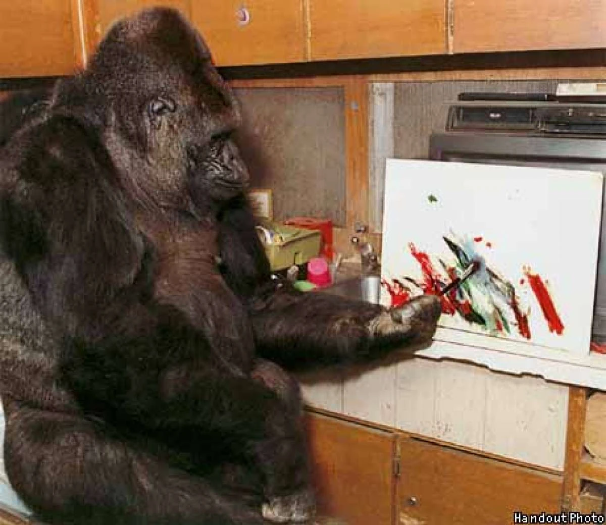 Michael (gorilla) | Monkey History Wiki | Fandom