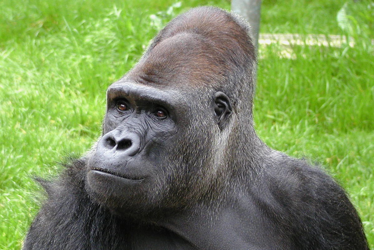Ndume | Monkey History Wiki | Fandom