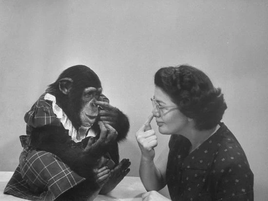 Viki | Monkey History Wiki | Fandom