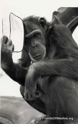 Moja | Monkey History Wiki | Fandom