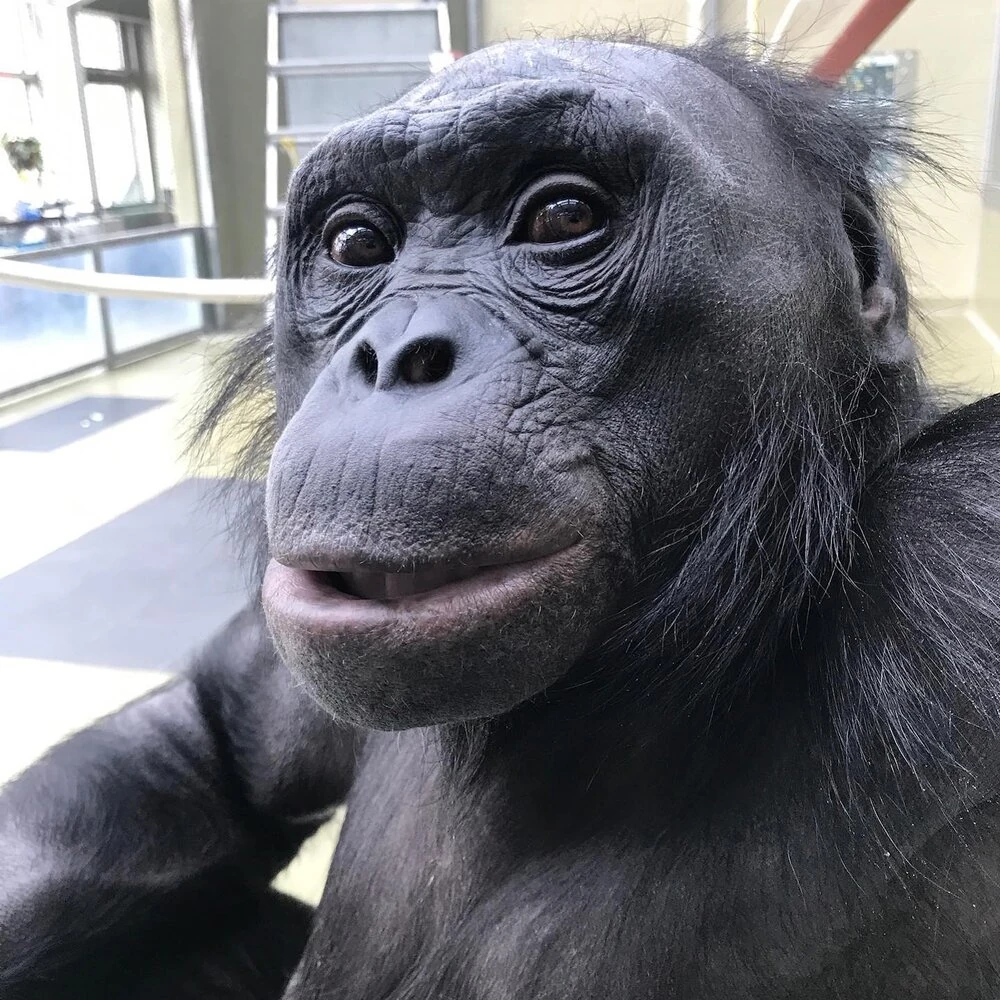 Kanzi | Monkey History Wiki | Fandom