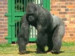 Max | Monkey History Wiki | Fandom