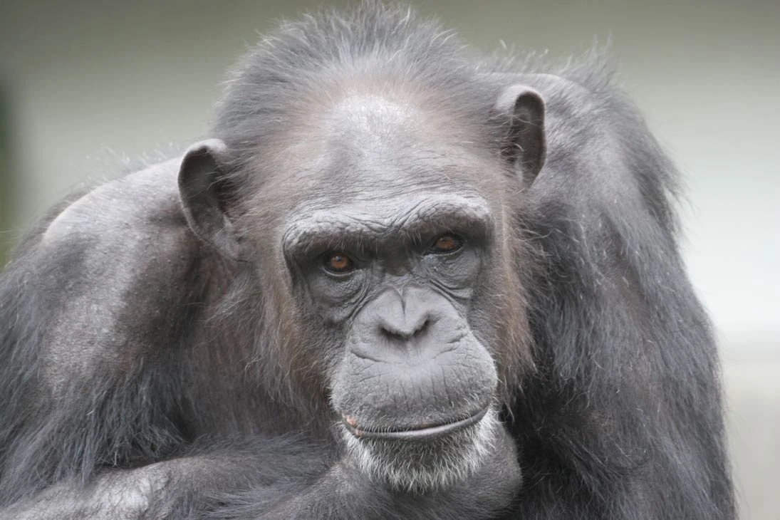 Ai | Monkey History Wiki | Fandom