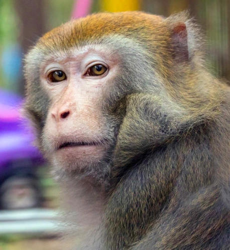 Newton’s | Monkey History Wiki | Fandom