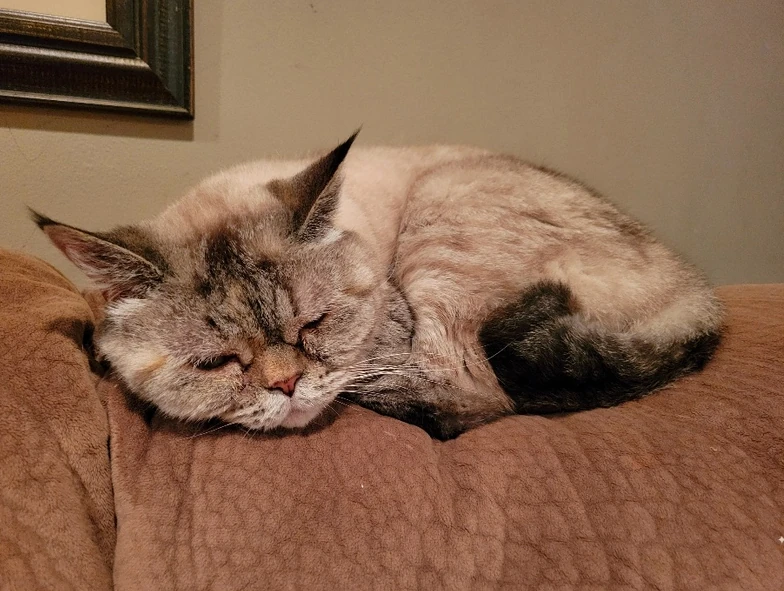 Whiskers | Monsta Wiki | Fandom