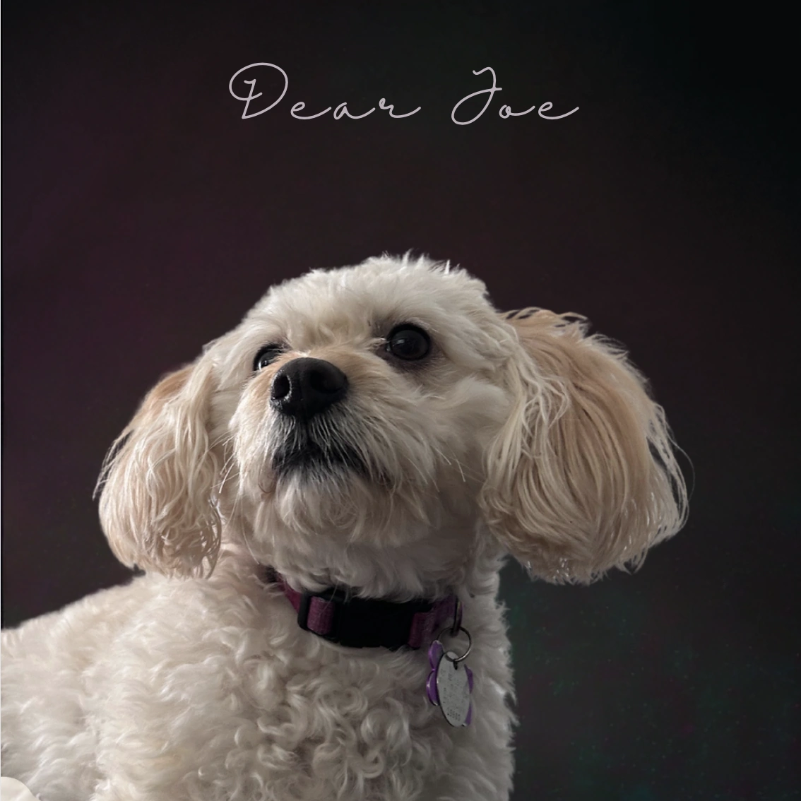 Dear Joe | Monsta Wiki | Fandom