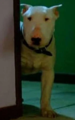 Baxter | Monster and Slashers Wiki | Fandom