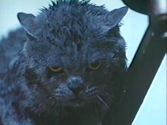 Stray Cats | Monster and Slashers Wiki | Fandom