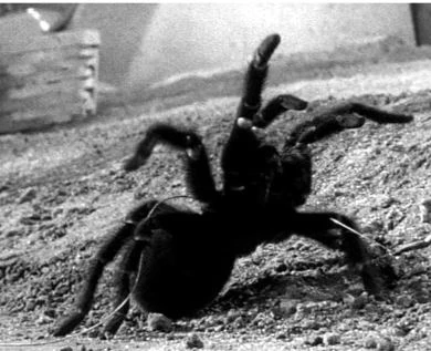 House Spider | Monster and Slashers Wiki | Fandom