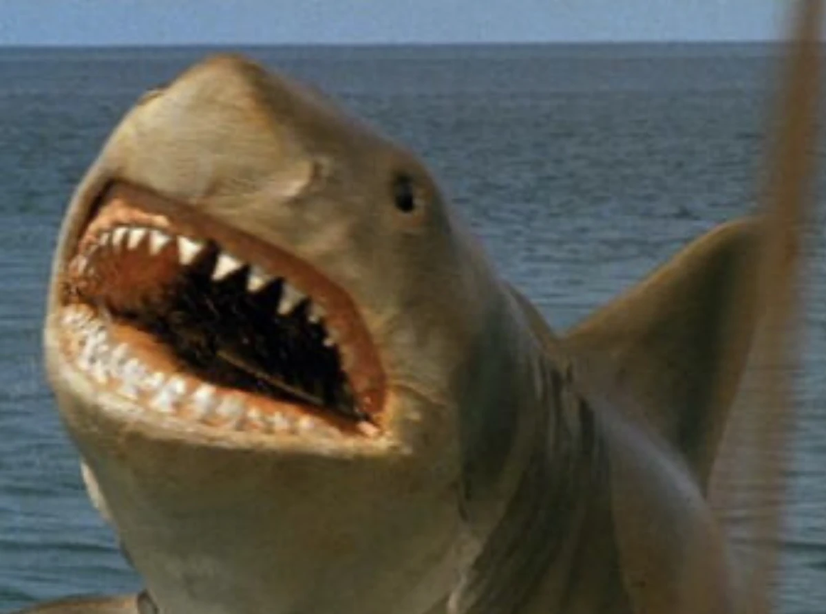 Vengeance the Shark | Monster and Slashers Wiki | Fandom