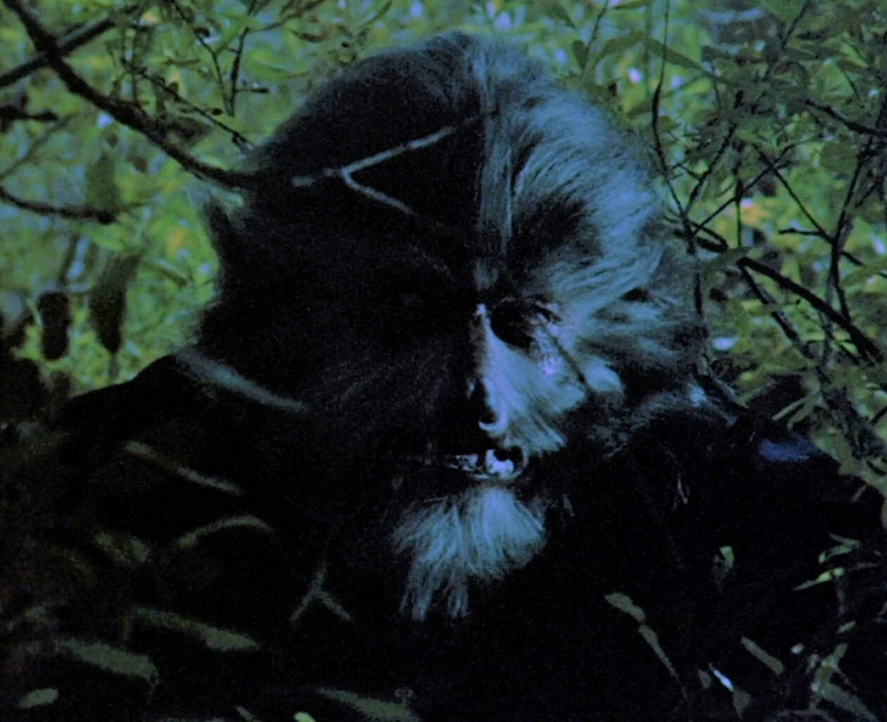 The Boy Who Cried Werewolf 1973